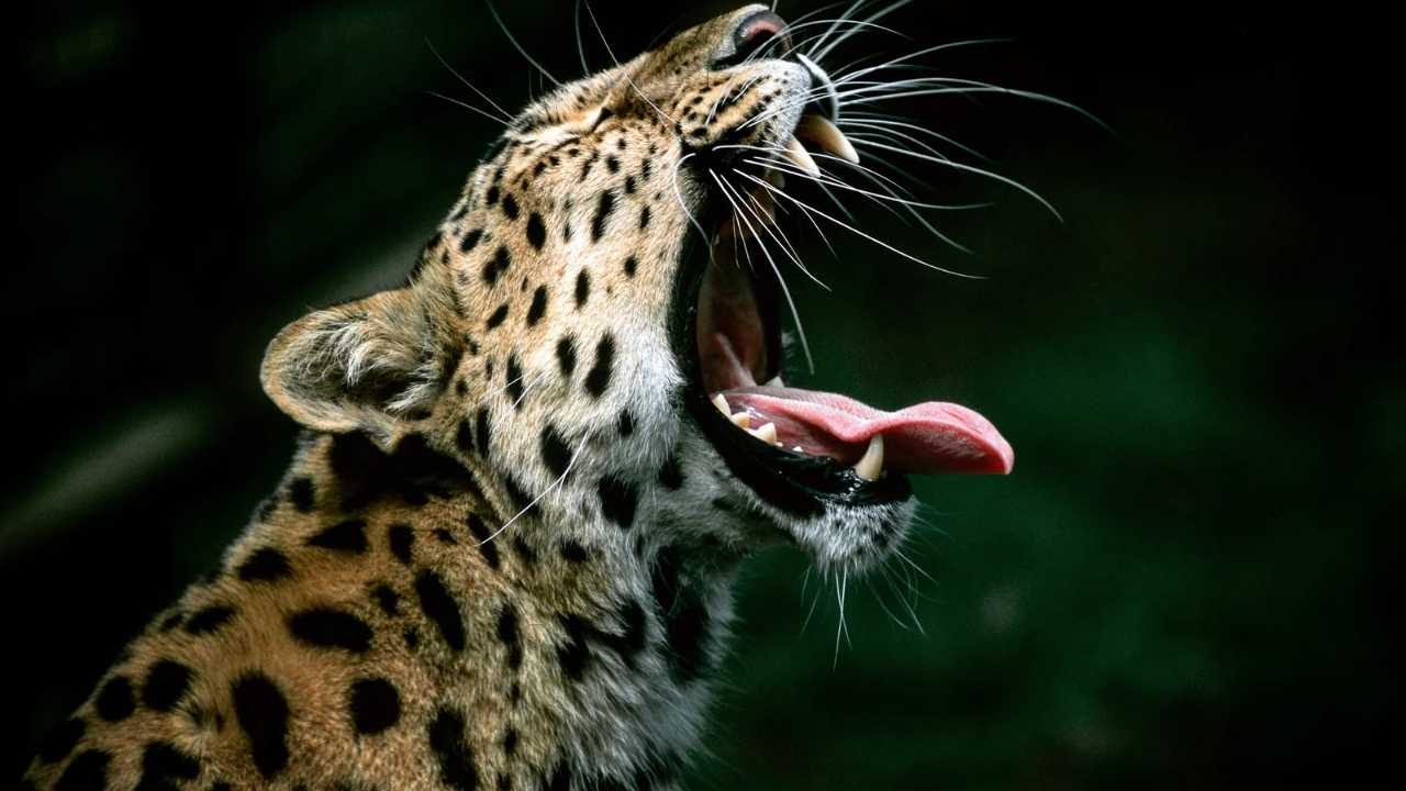 12-Year-Old Boy Mauled to Death by Leopard in North Kashmir – Asian ...